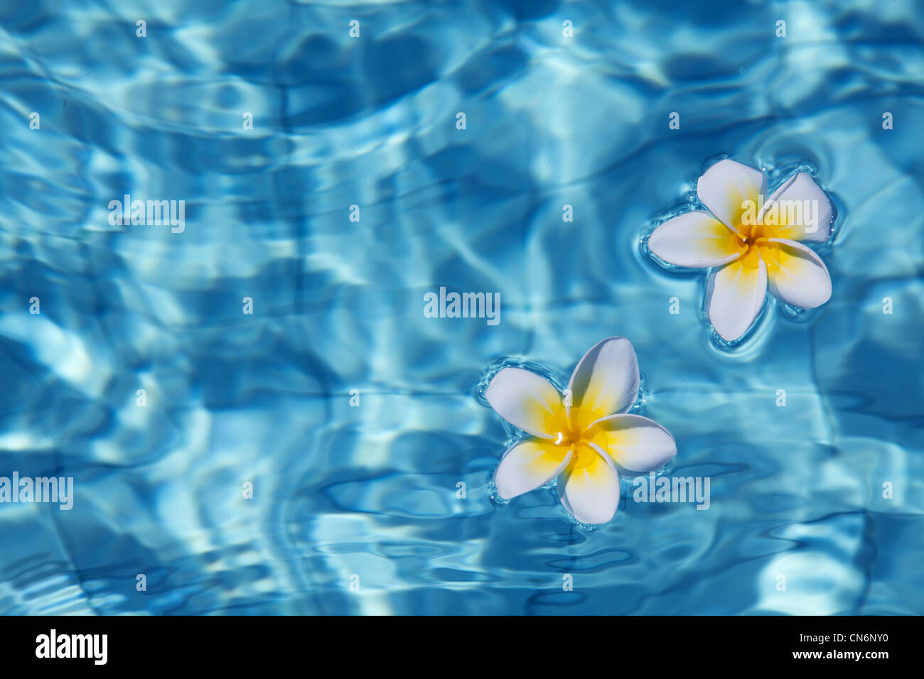Frangipani with clear blue sky background hi-res stock photography and ...