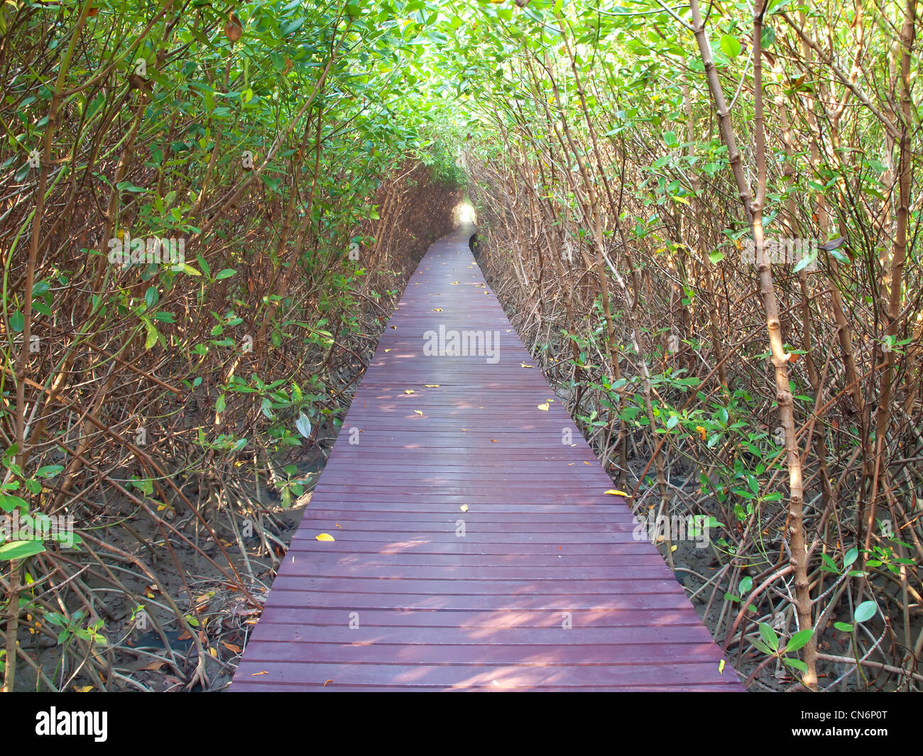 Boardwalk underpass of trees Stock Photo - Alamy