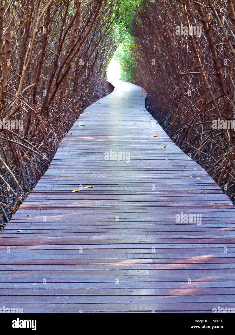 Boardwalk underpass of dead trees Stock Photo - Alamy