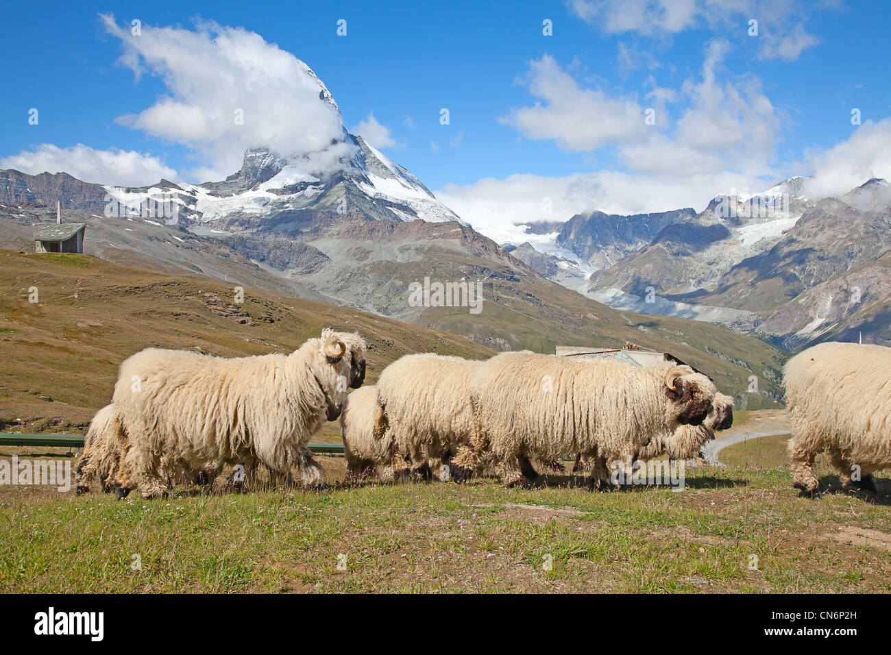 Small herd of sheep in swiss alps Stock Photo - Alamy