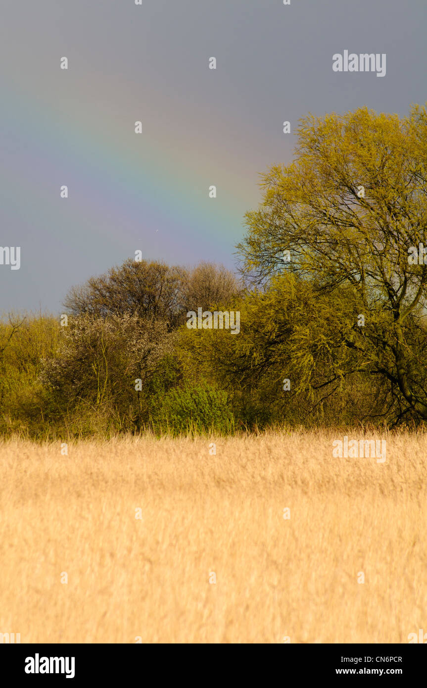 A rainbow preceding storm clouds over the reed beds at Stodmarsh NNR ...