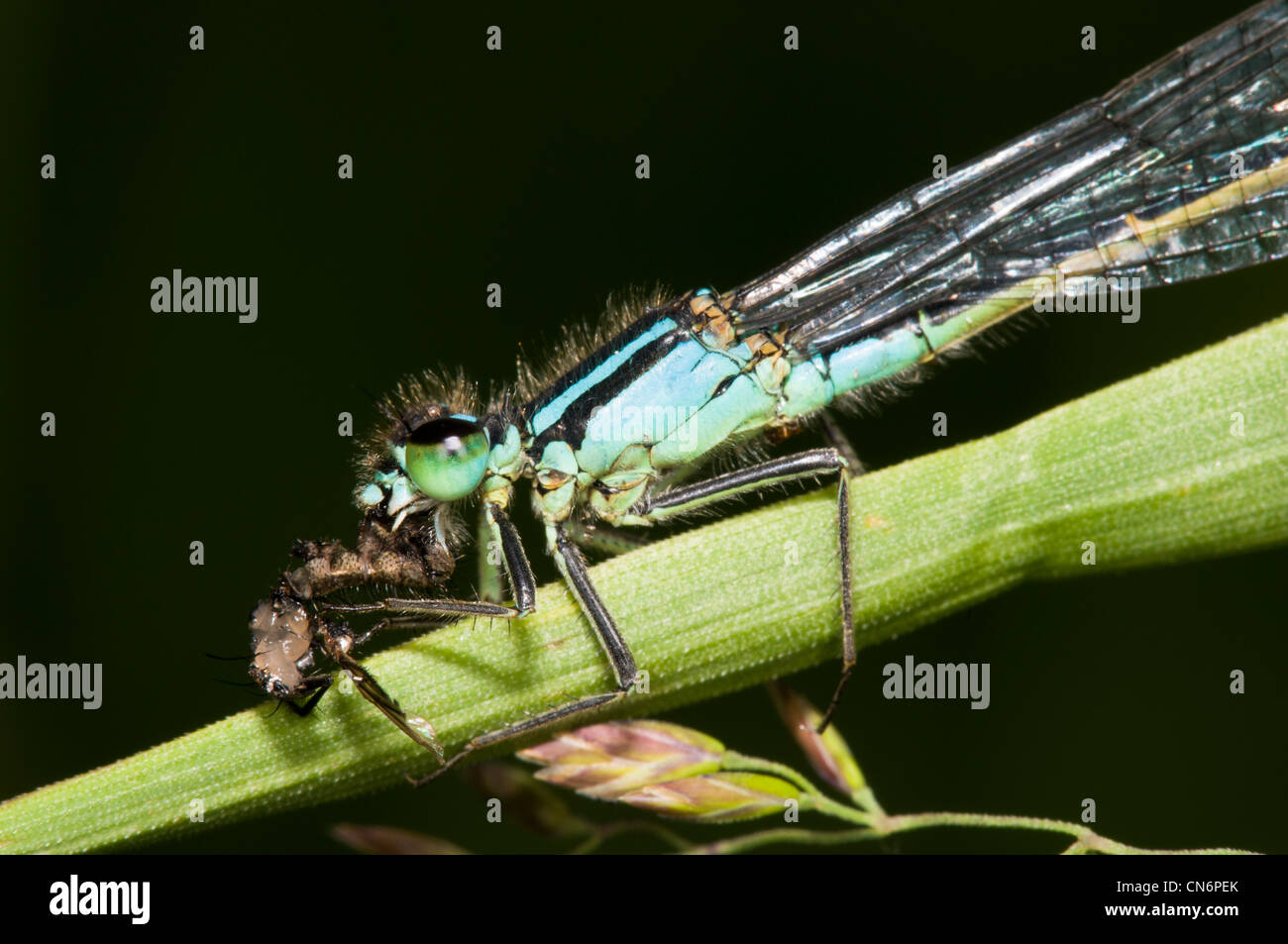 Male blue tailed hi-res stock photography and images - Alamy