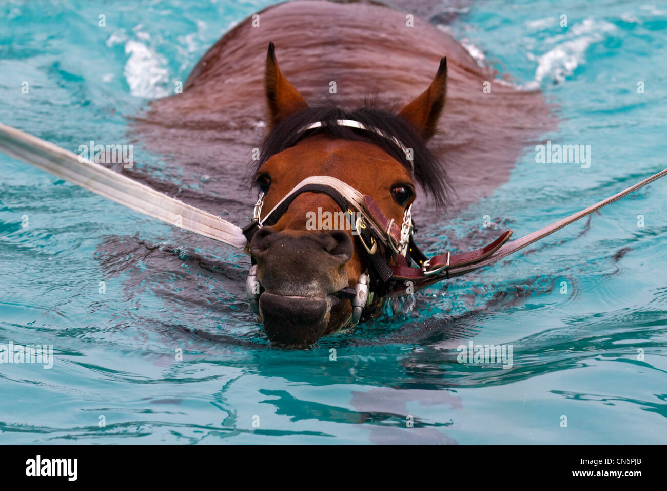 Hydrotherapy horse hi-res stock photography and images - Alamy