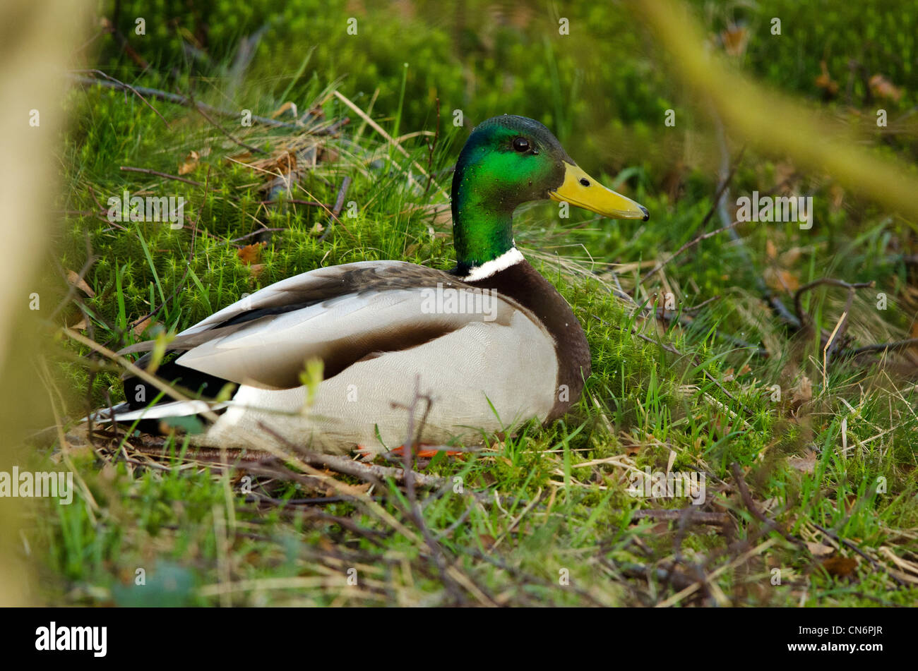Male Mallard in nesting habitat, lovely Scottish Woodland at ...