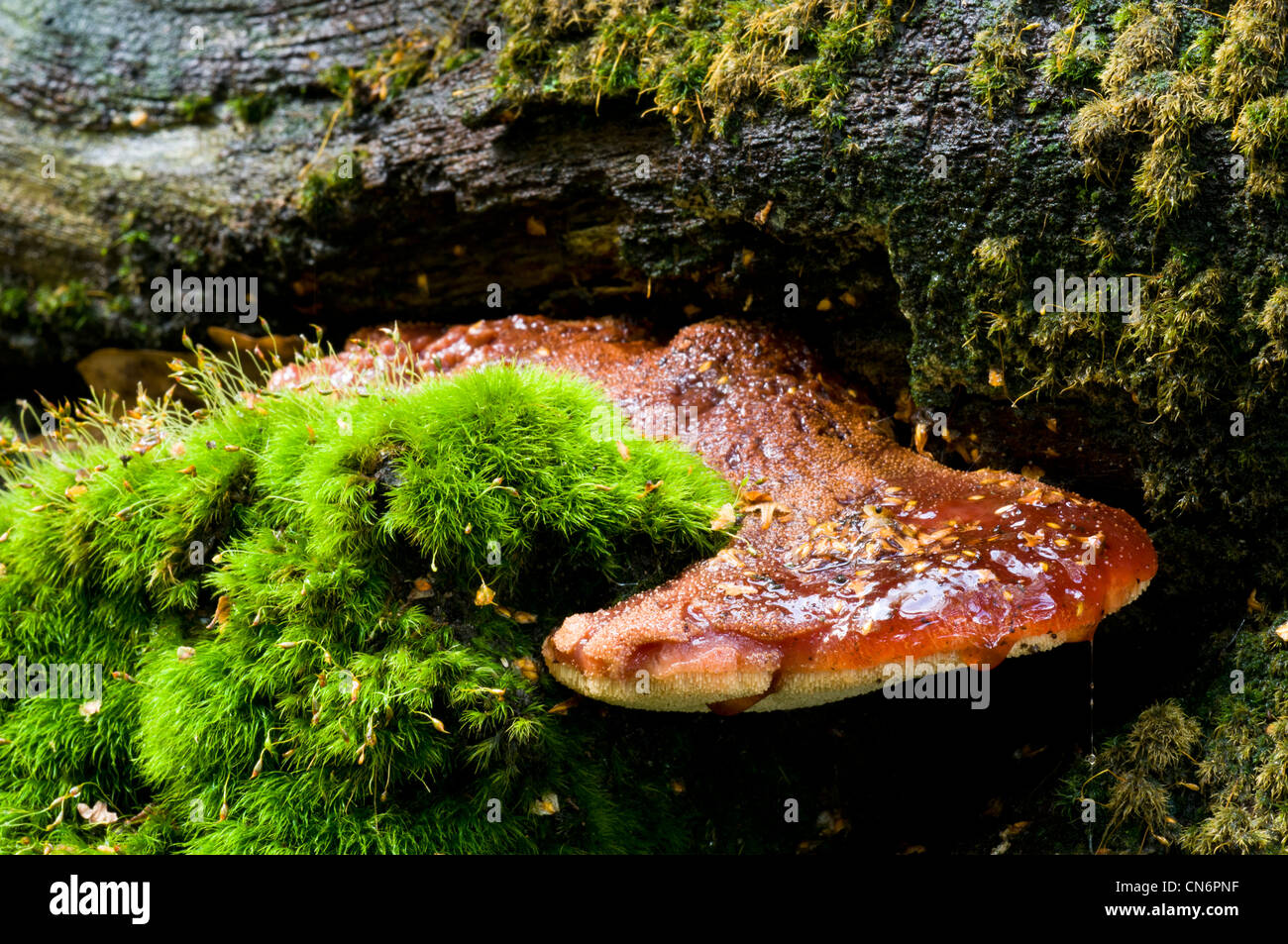 Beefsteak fungus hi-res stock photography and images - Alamy