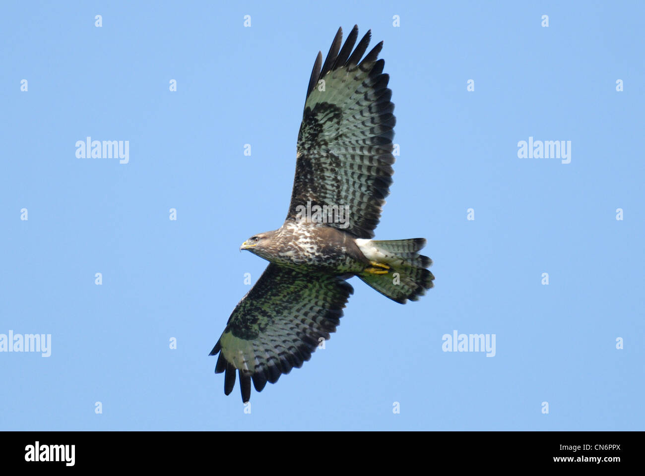 British buzzards hi-res stock photography and images - Alamy