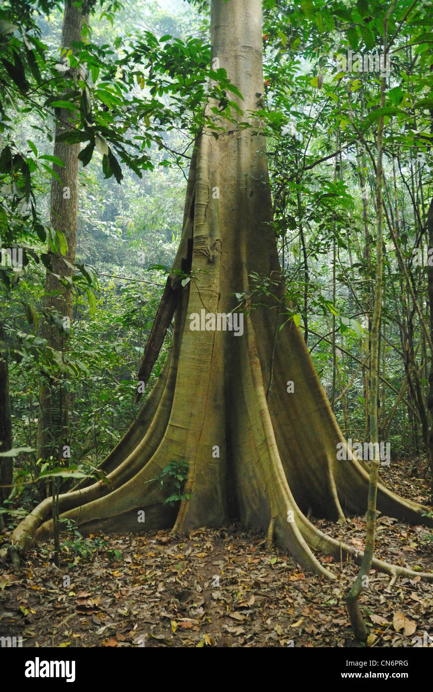 Buttress roots on a Dipterocarp rainforest tree Stock Photo - Alamy