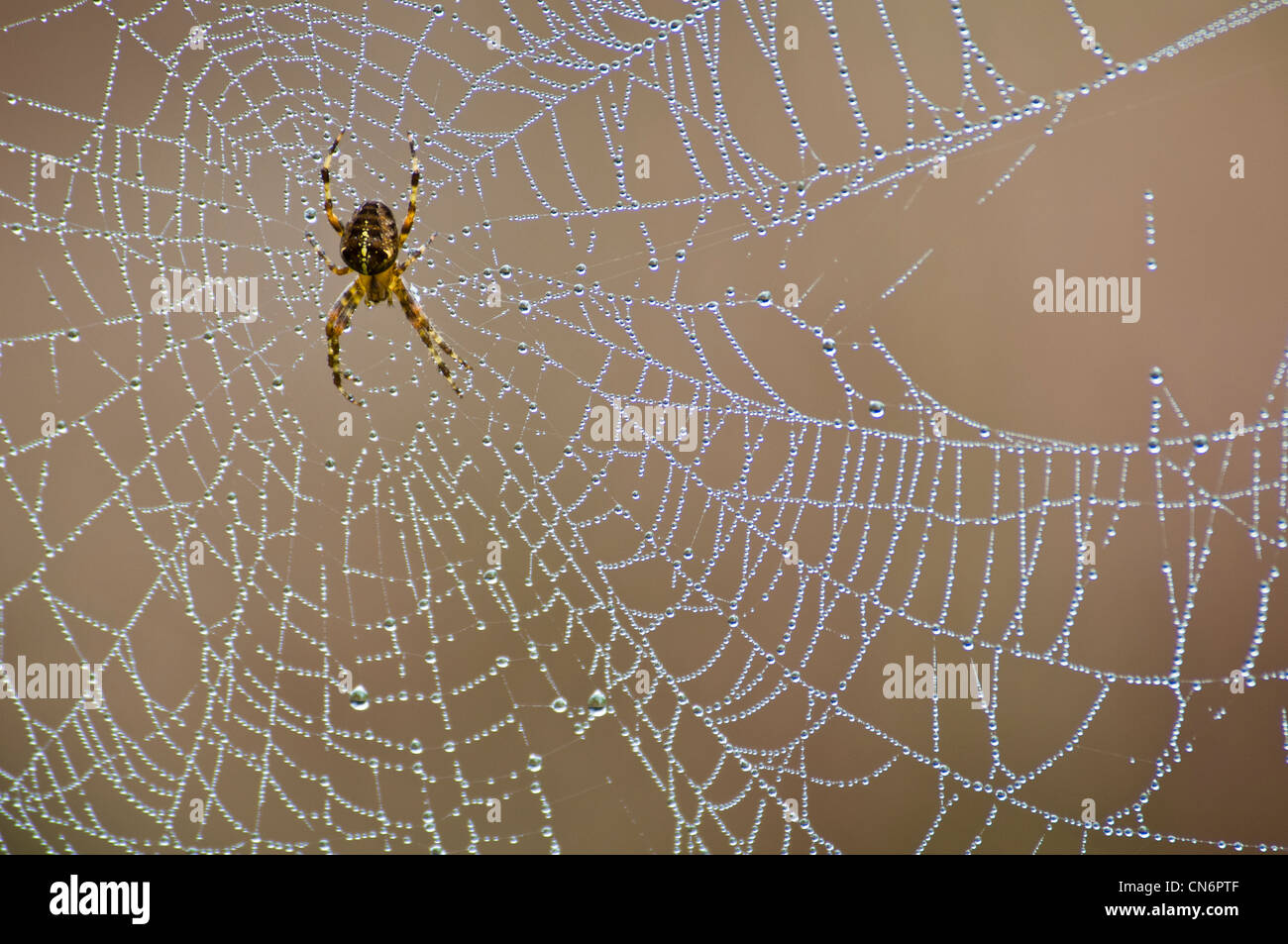 Garden Spider (Araneus daidematus) in a web dripping with dew drops in ...