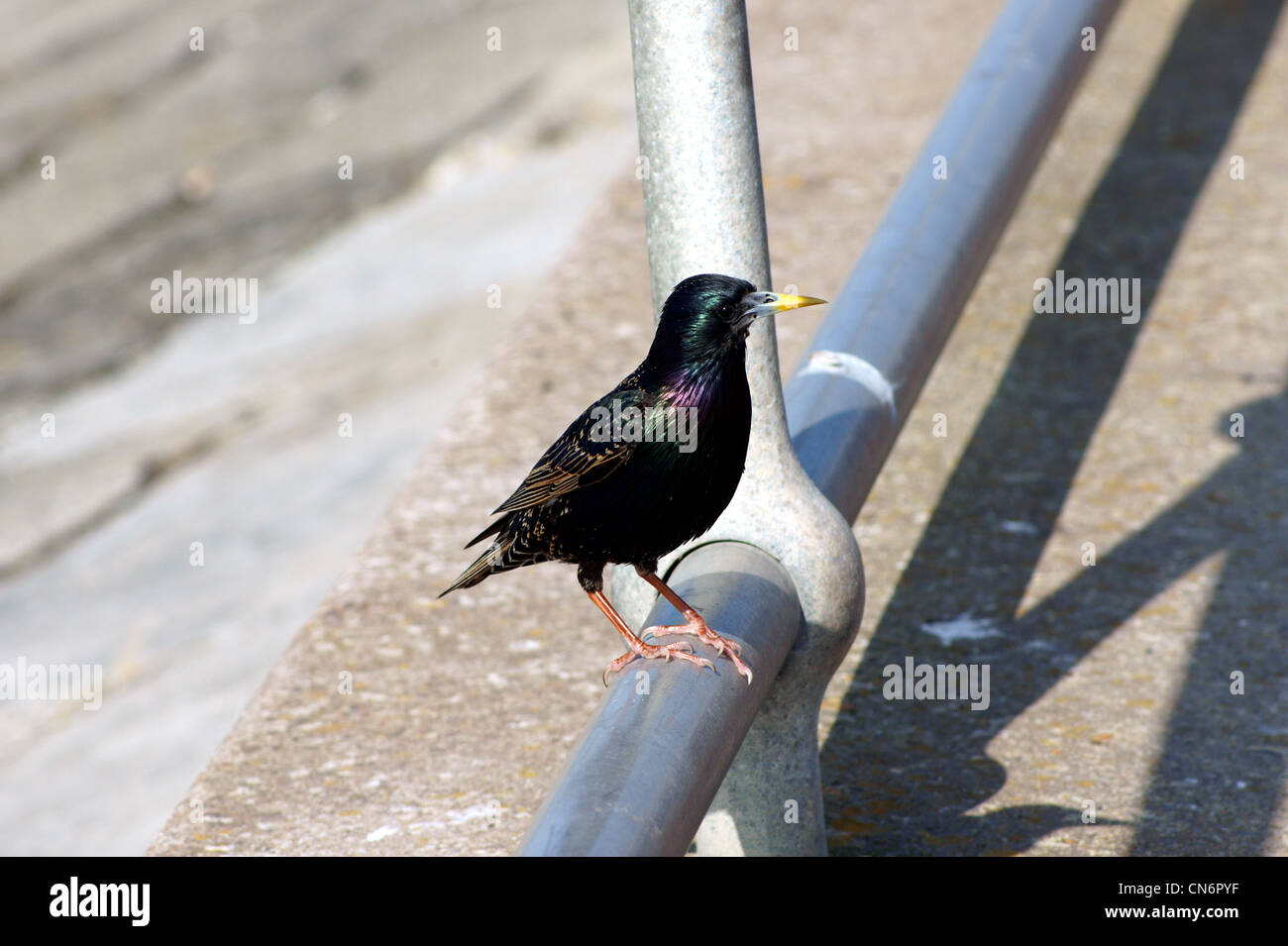 Starling song uk hi-res stock photography and images - Alamy
