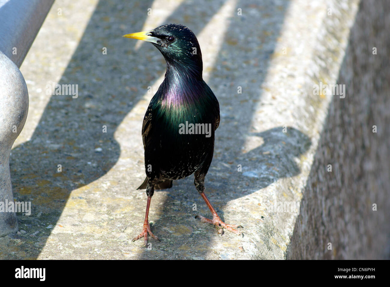 Starling song uk hi-res stock photography and images - Alamy
