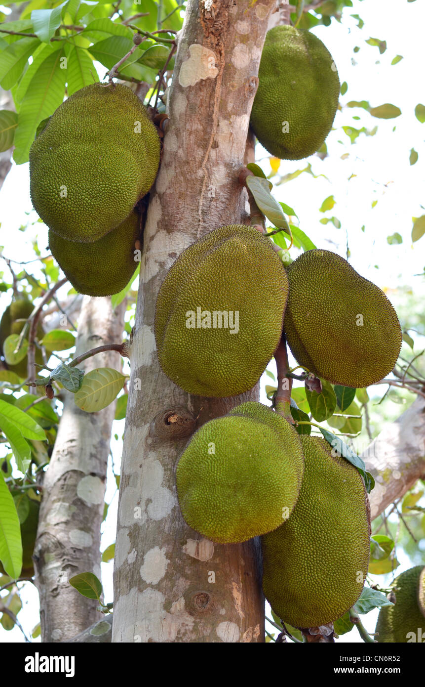 A tree branch full of jack fruits , jackfruit hanging on the tree Stock ...