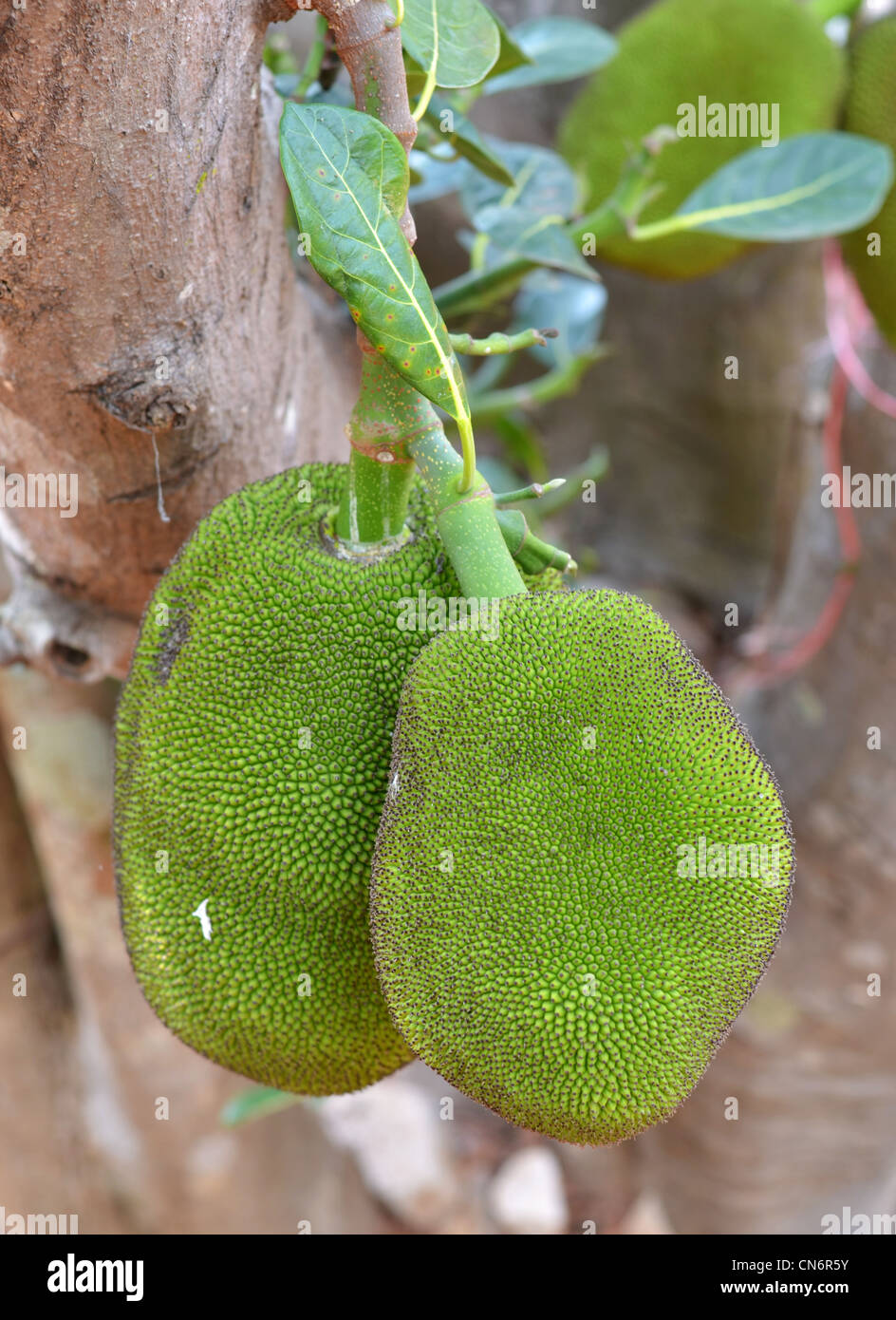Organic jackfruit jack fruit hi-res stock photography and images - Alamy