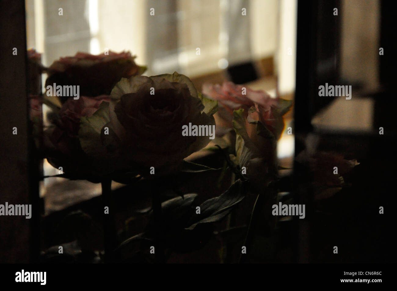 Roses in silhouette back lit Stock Photo - Alamy