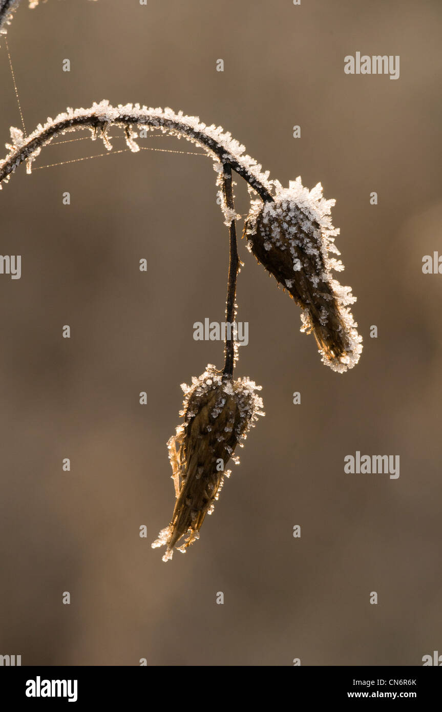 Hoar frost covering dead thistle heads at Crossness Nature Reserve ...