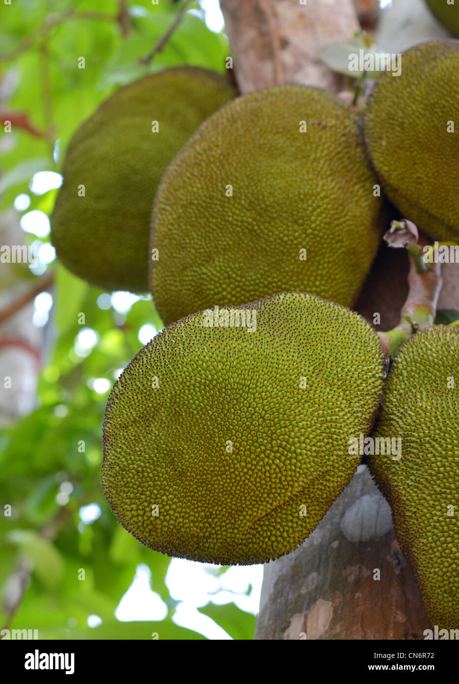 A tree branch full of jack fruits , jackfruit hanging on the tree Stock ...
