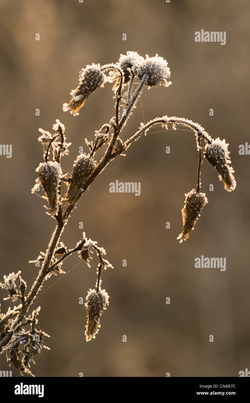Hoar frost covering dead thistle heads at Crossness Nature Reserve ...