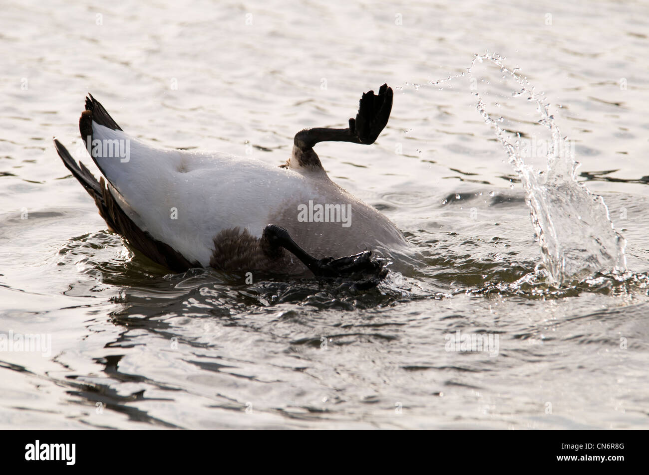 Upside down goose hi-res stock photography and images - Alamy