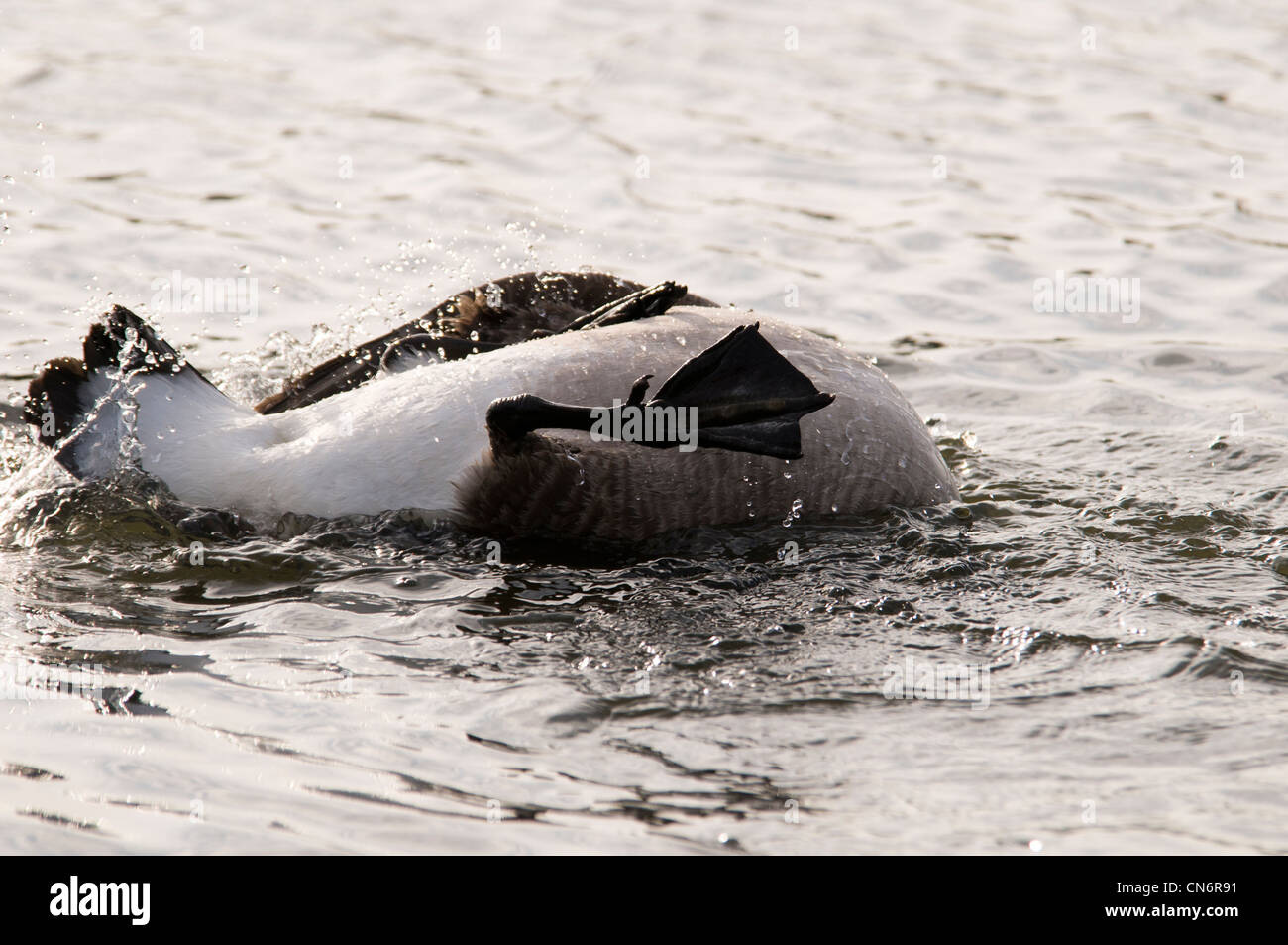 An adult Canada goose (Branta canadensis) turned completely upside down ...