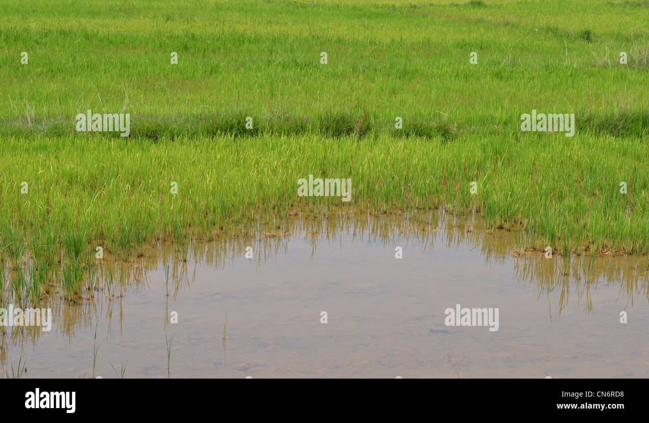 Northeast rice leaves hi-res stock photography and images - Alamy