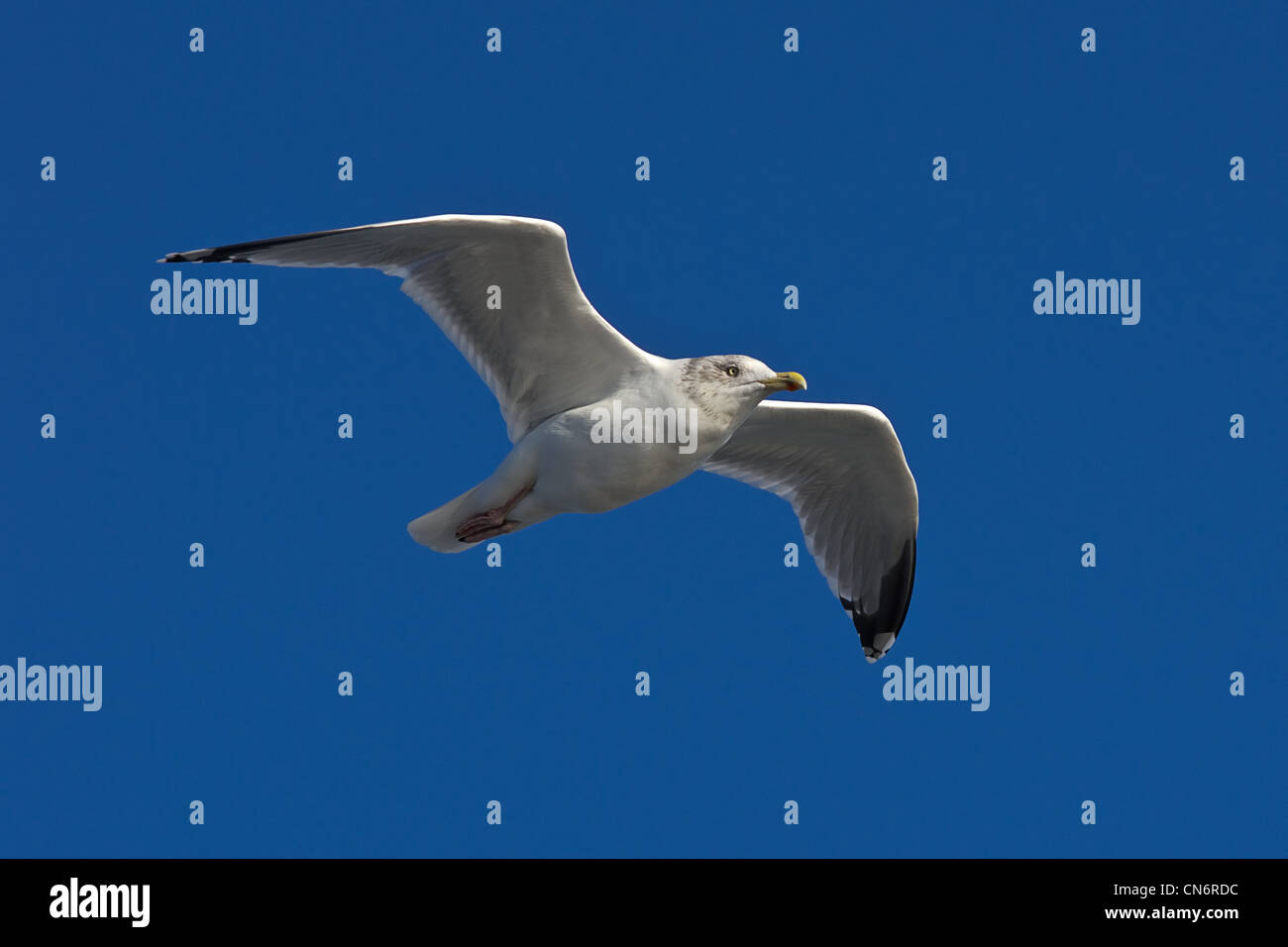 Seagull bird animal fly sea wings sky wildlife Stock Photo - Alamy