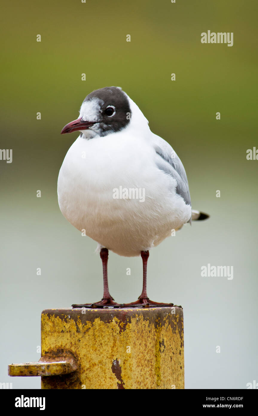 An adult black-headed gull (Larus ridibundus) halway through the moult ...