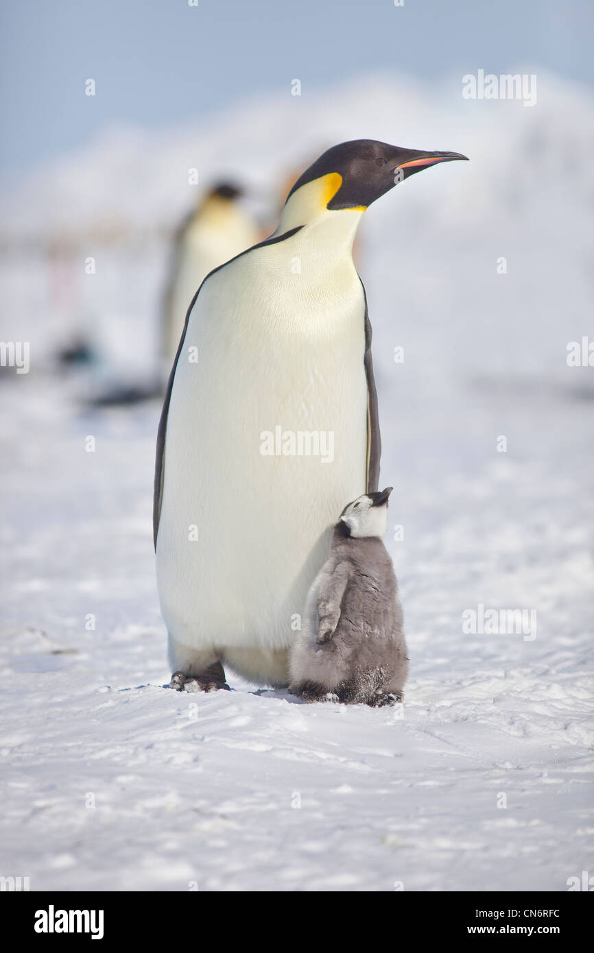 Emperor penguin chick hi-res stock photography and images - Alamy