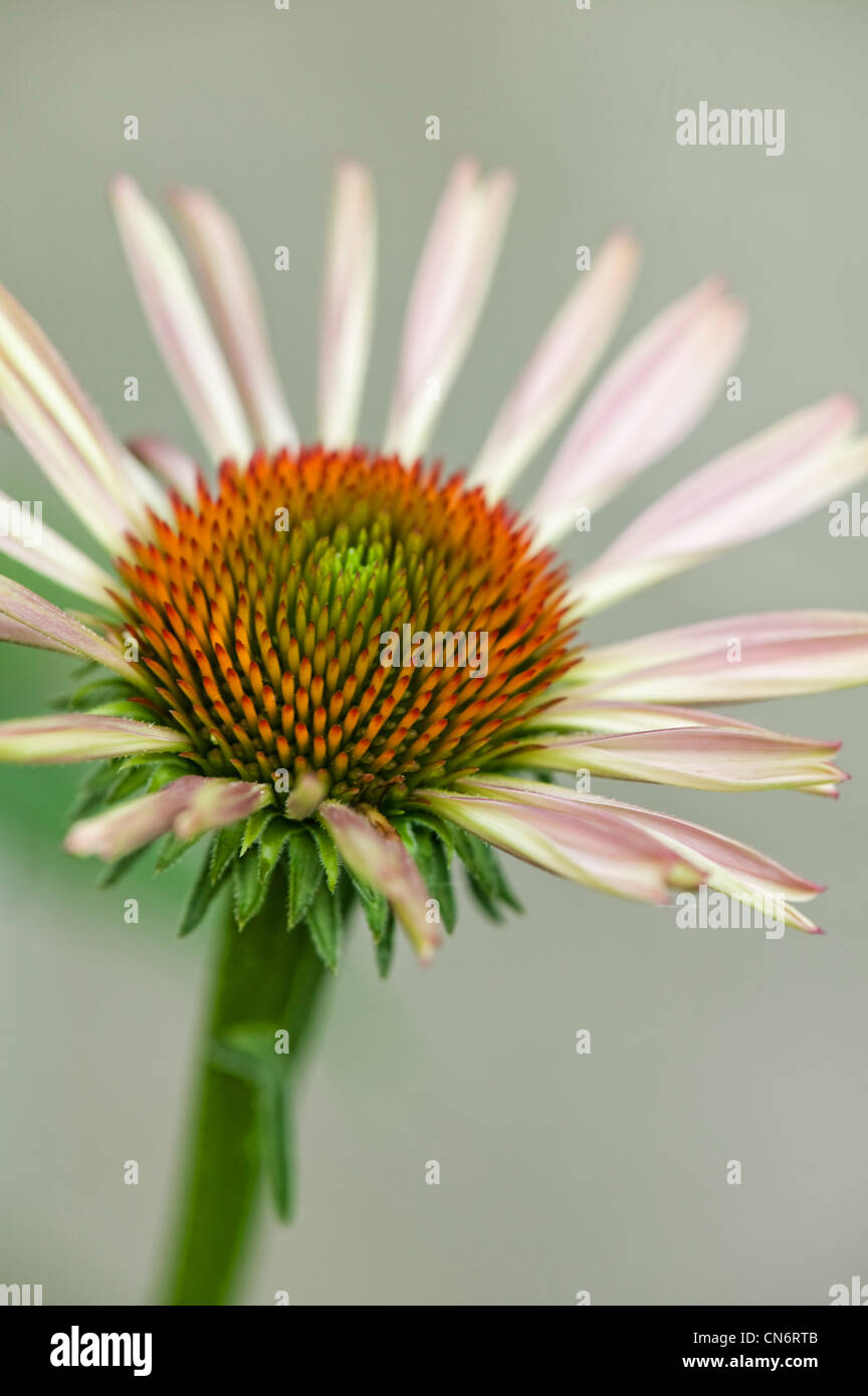 Echinacea (Cone Flower) in early stages of bloom Stock Photo - Alamy