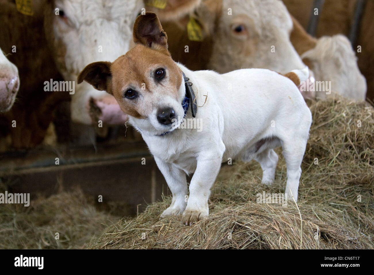 Terrier Dog on a farm Stock Photo - Alamy