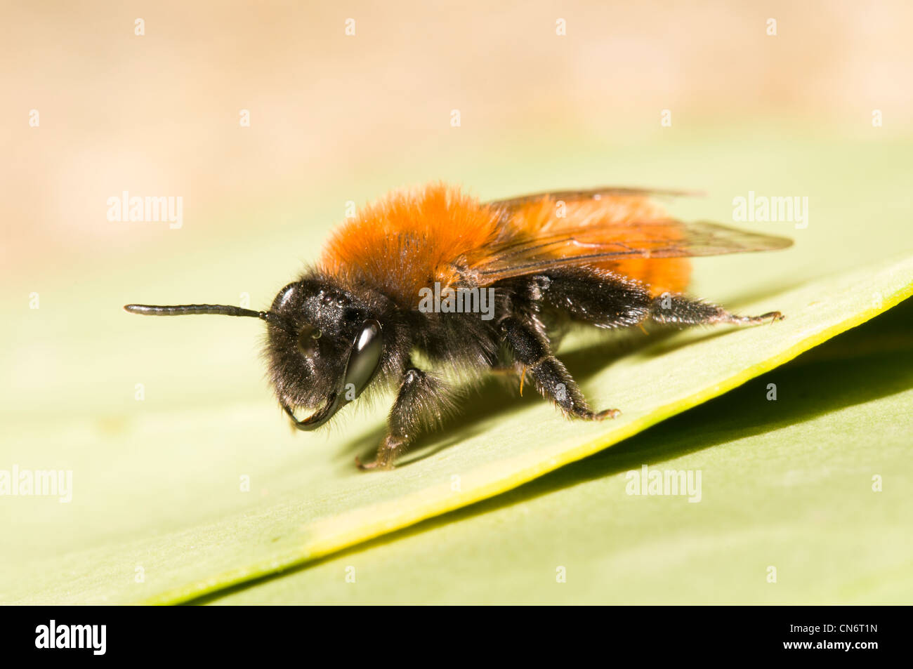 A tawny mining bee (Andrena fulva) sun-bathing on a variegated ivy leaf ...