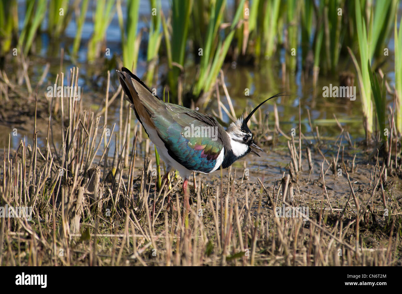 A lapwing with its head down and its tail up, showing off the ...