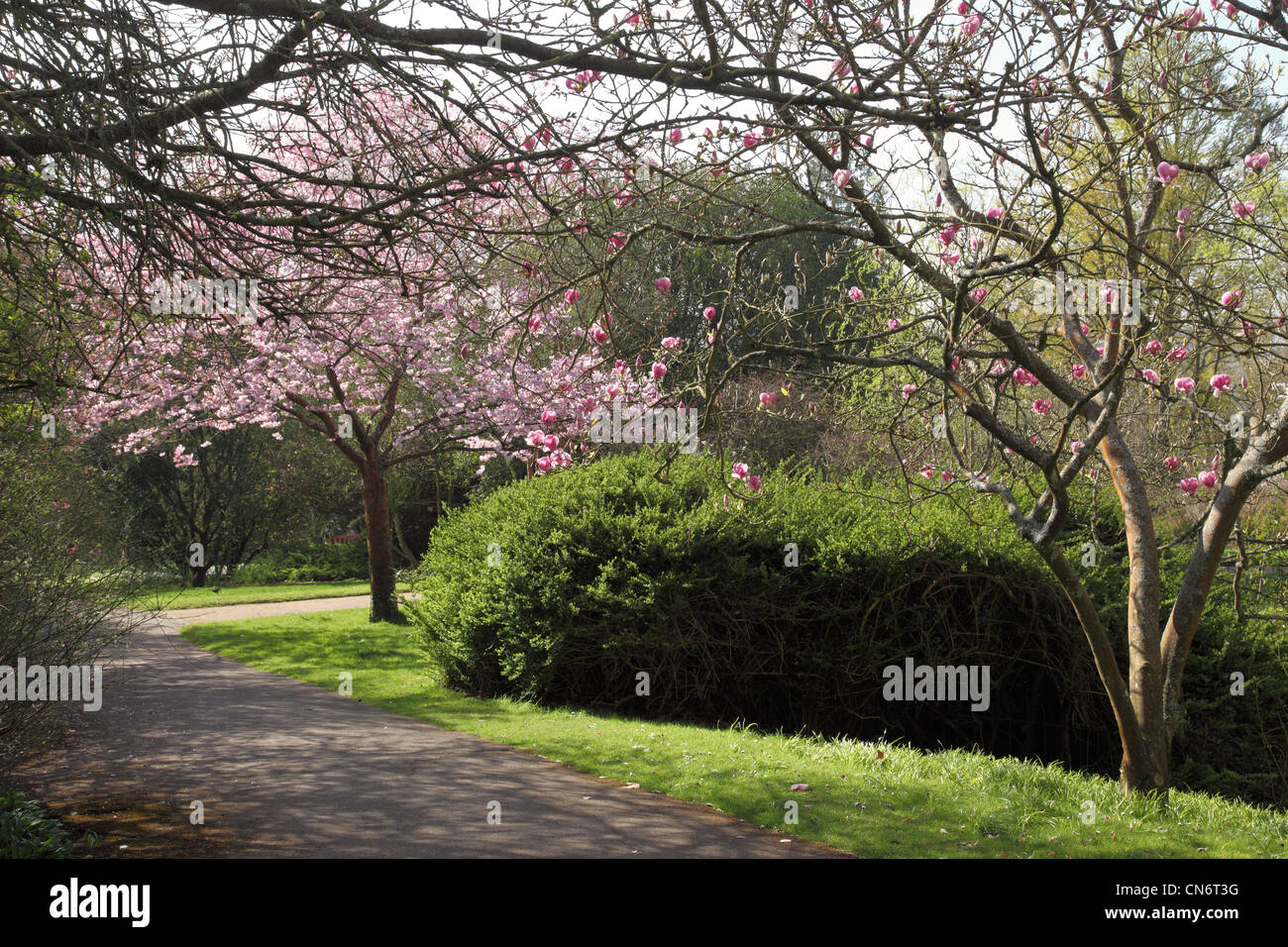 Spring in Bath Botanical Gardens, England, UK Stock Photo - Alamy