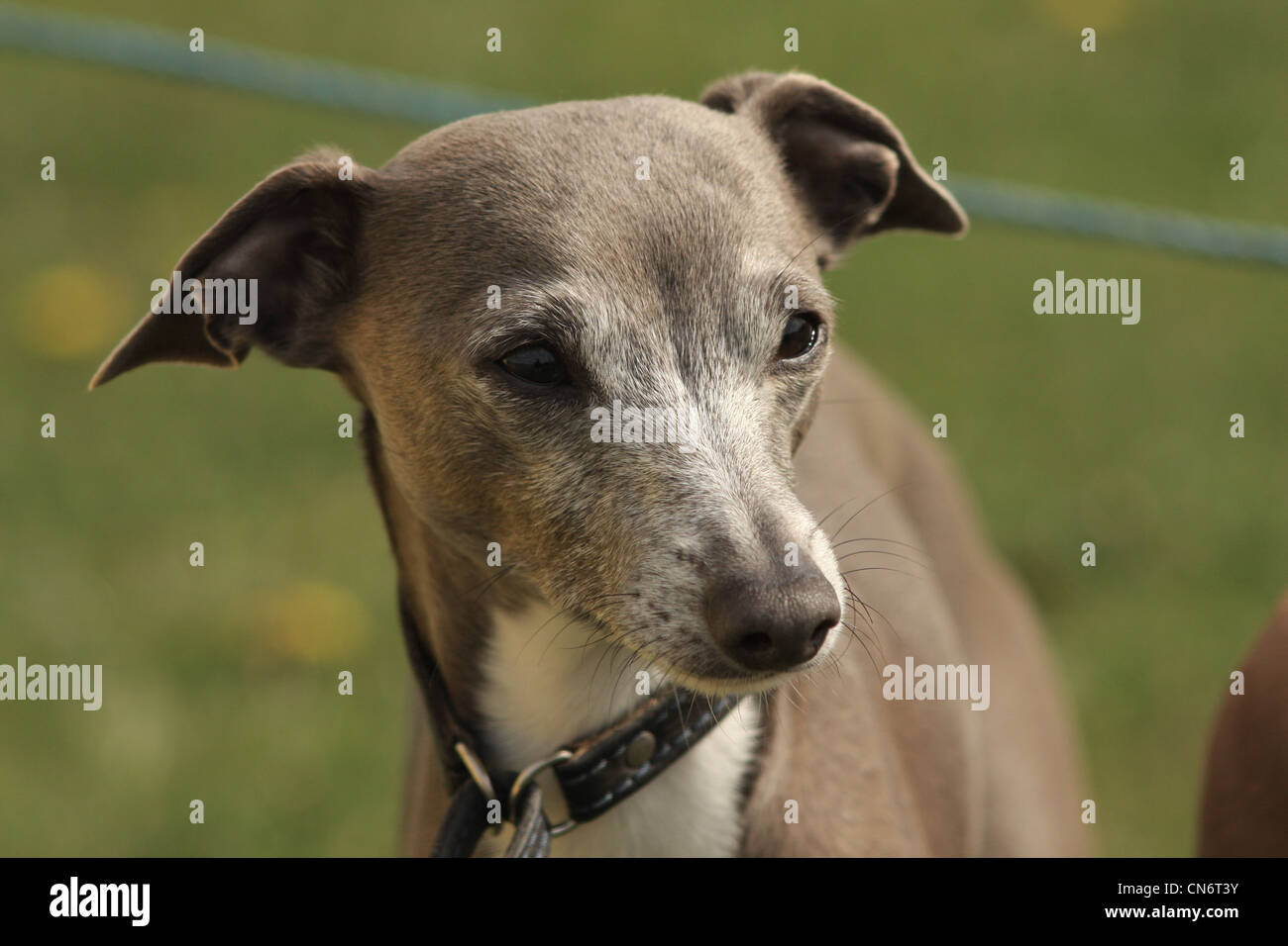 Grey whippet portrait Stock Photo - Alamy