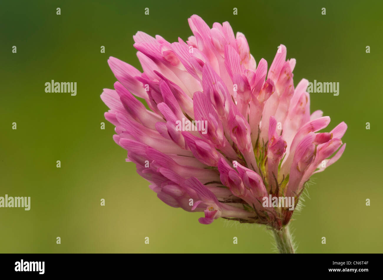 Compound Flower Stock Photos & Compound Flower Stock Images - Alamy