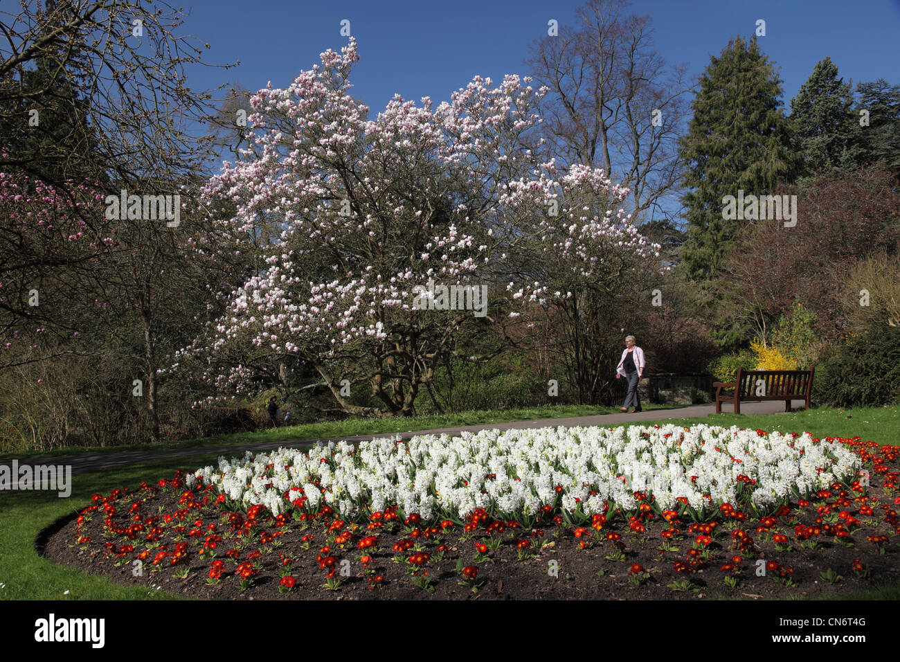 Spring in Bath's Botanical Gardens, Bath, England, UK Stock Photo - Alamy