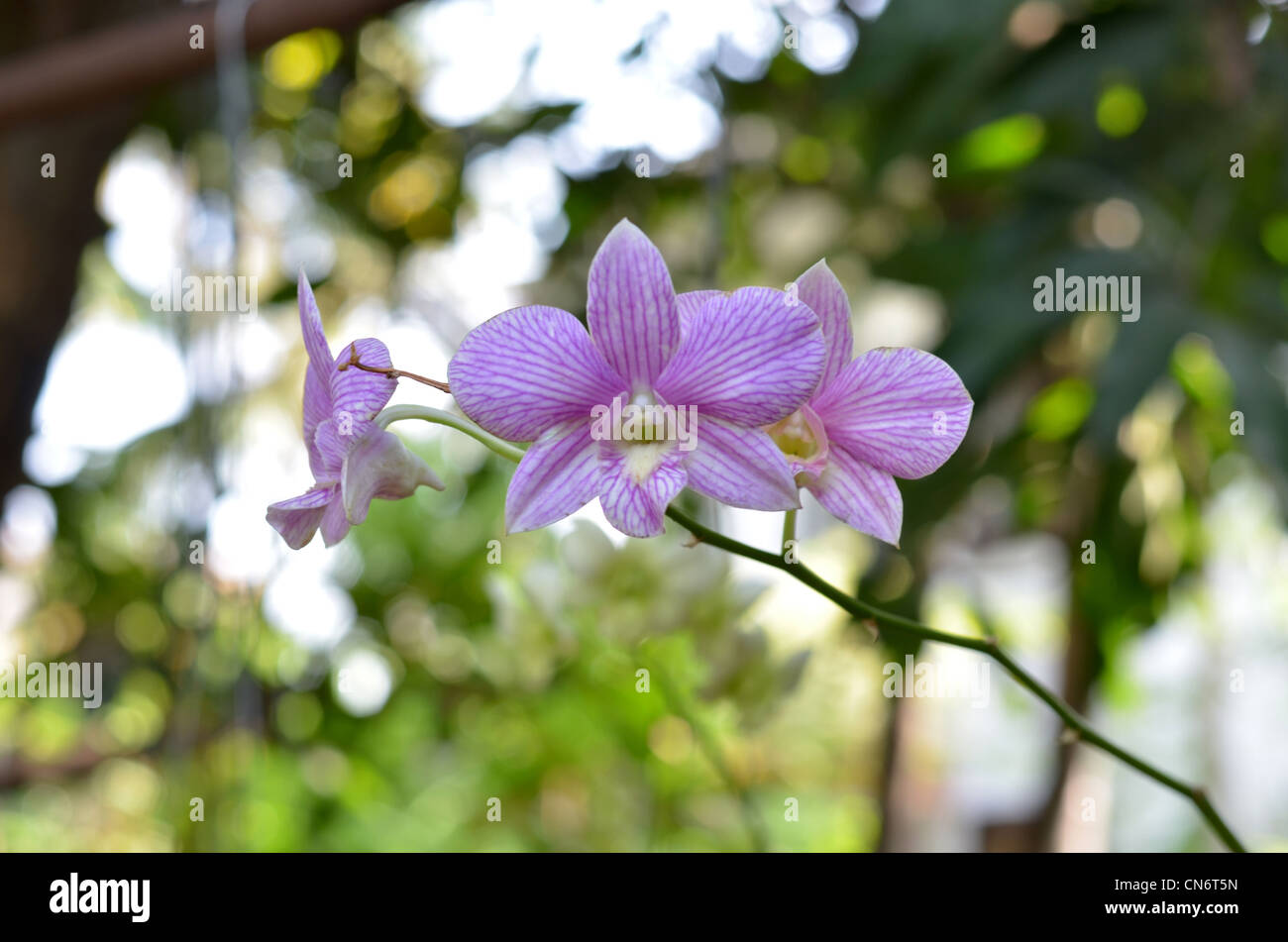 Dendrobium orchids hi-res stock photography and images - Alamy