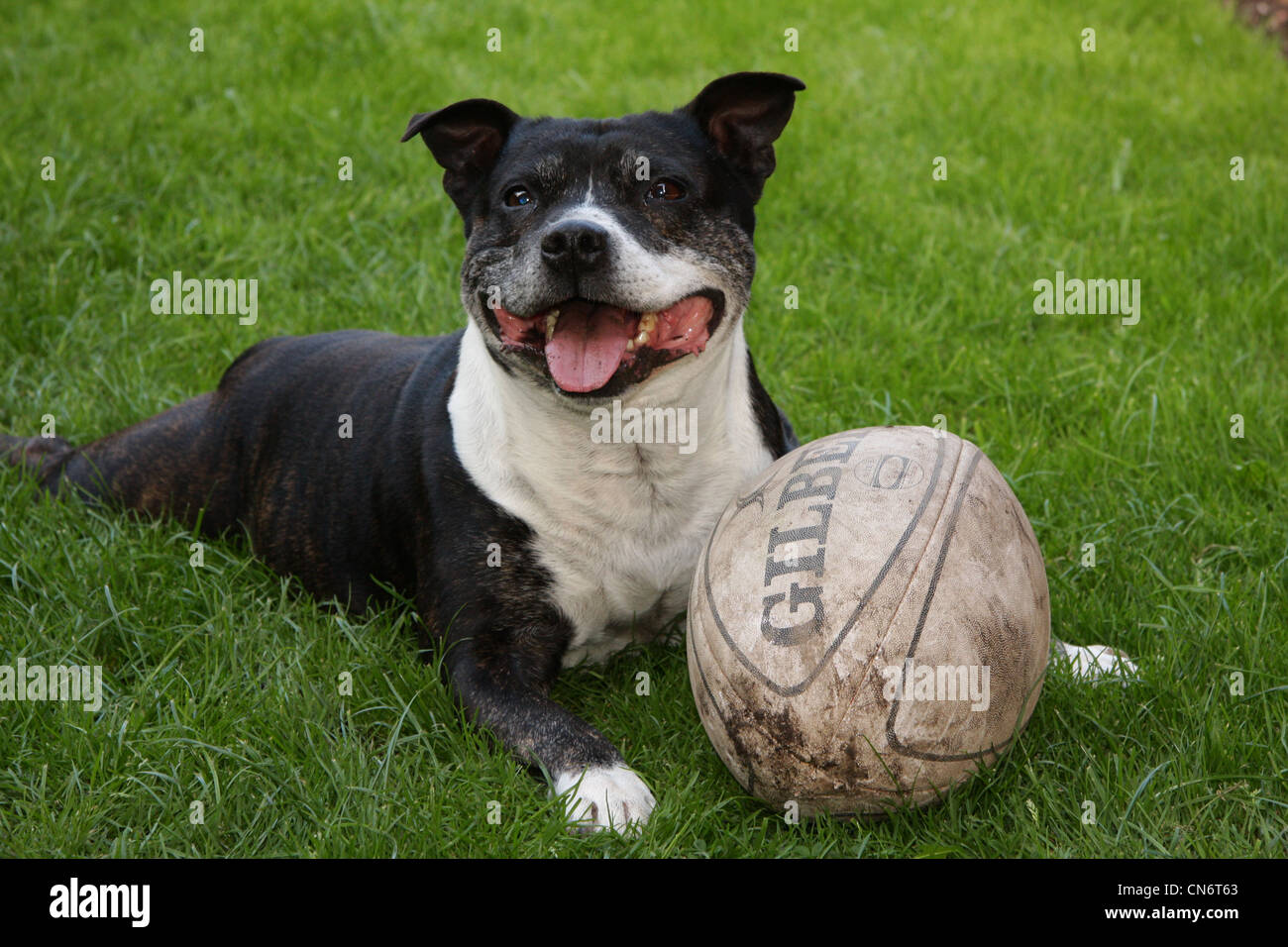 Staffordshire bull terrier at play with football Stock Photo - Alamy