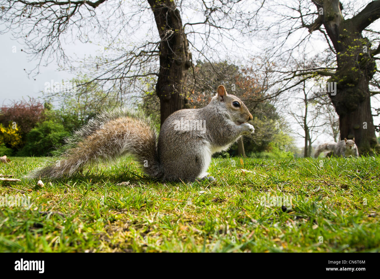 A grey squirrel on the ground and eating a nut while a second squirrel ...