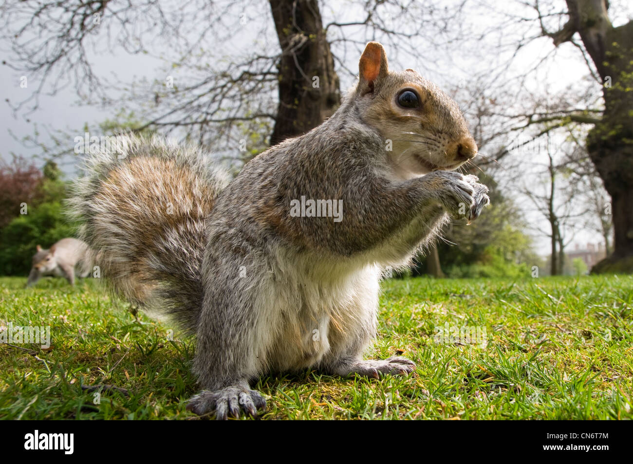 A grey squirrel on the ground and eating a nut while a second squirrel ...