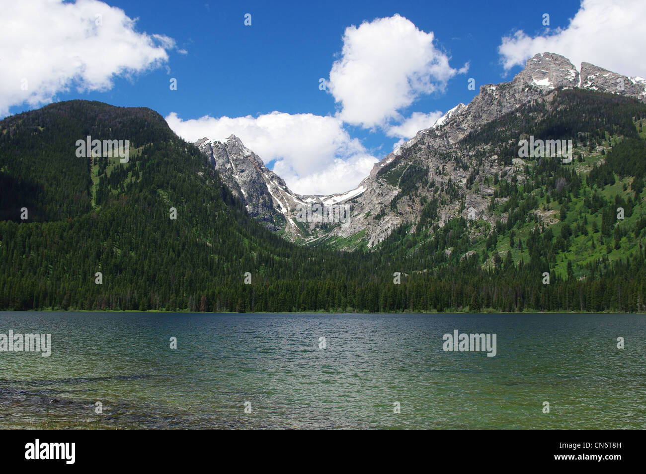 Jenny tree hi-res stock photography and images - Alamy