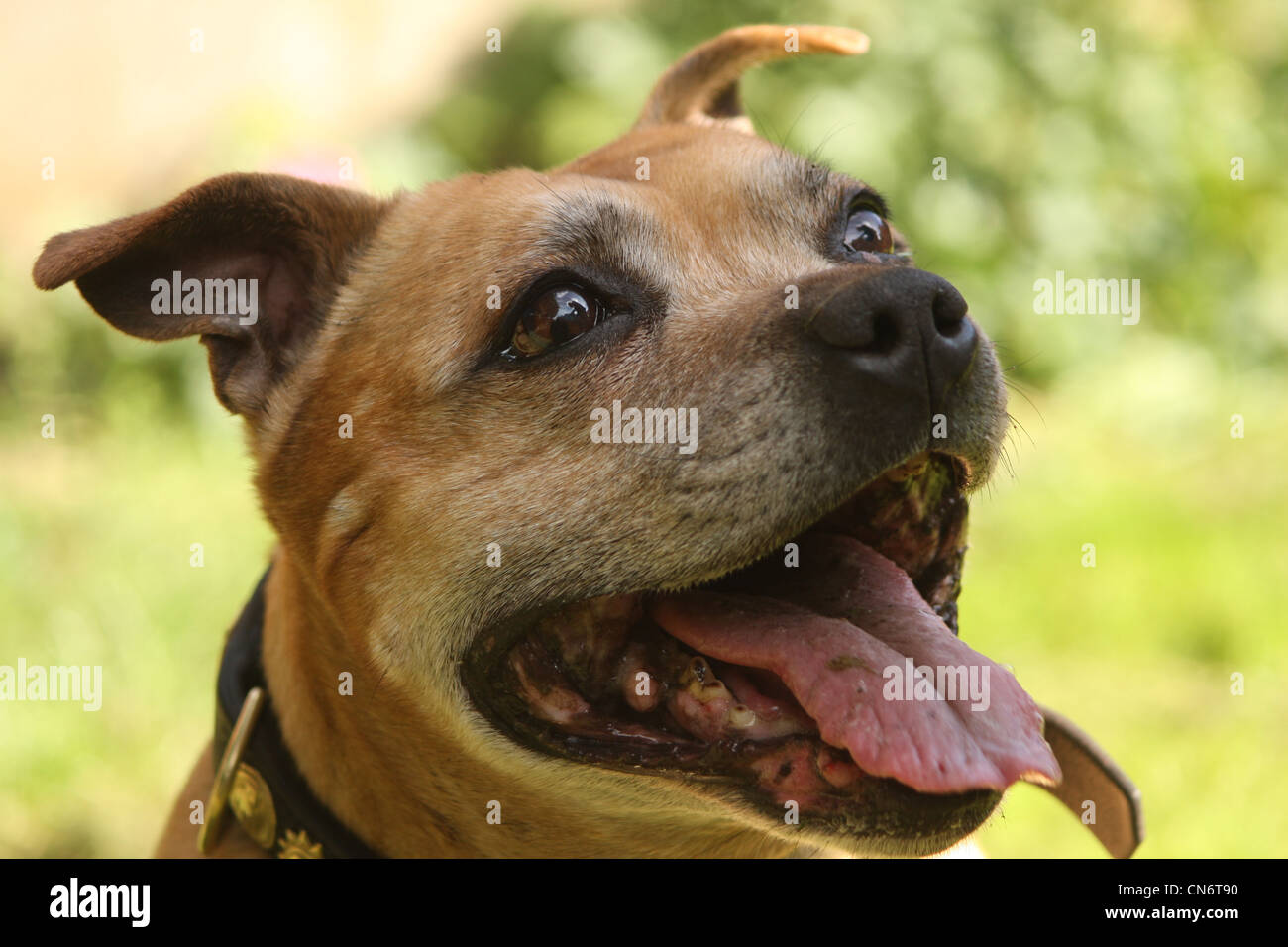 Staffordshire bull terrier at play Stock Photo - Alamy