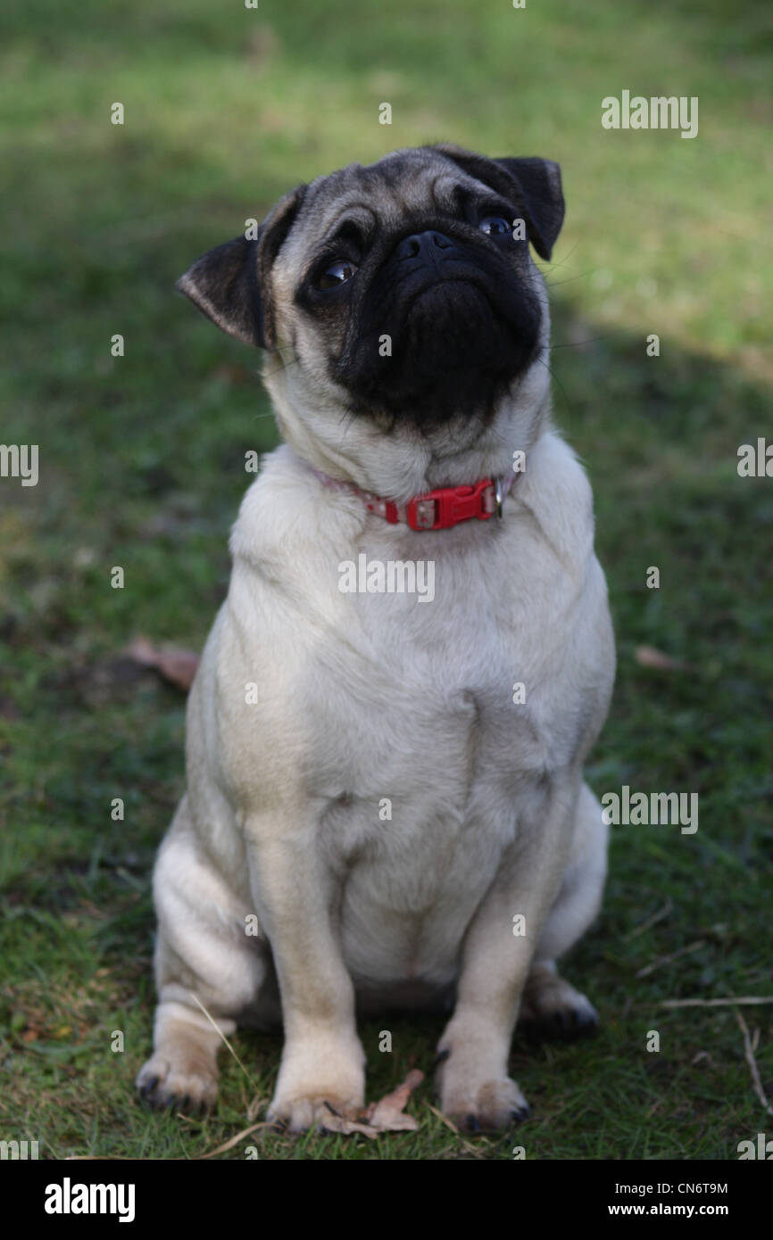 Pug puppy sitting poise Stock Photo - Alamy