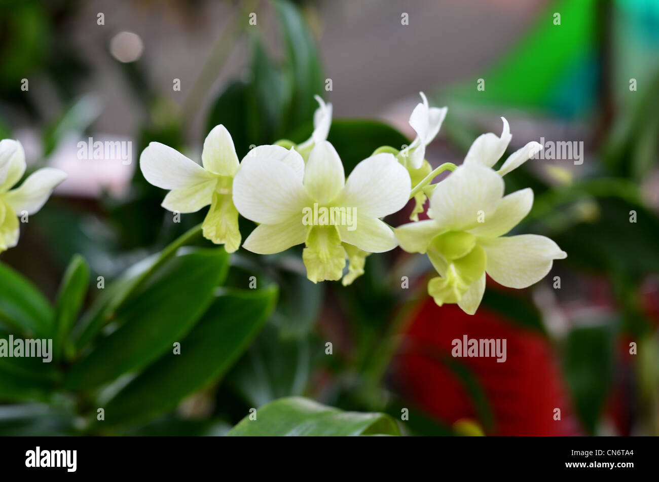 Nuevo green dendrobium orchids in garden Stock Photo - Alamy