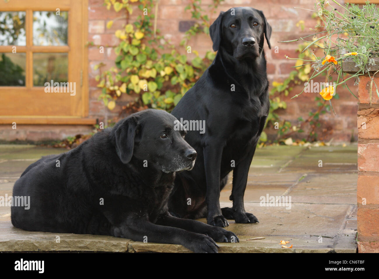 Two black labradors Stock Photo - Alamy