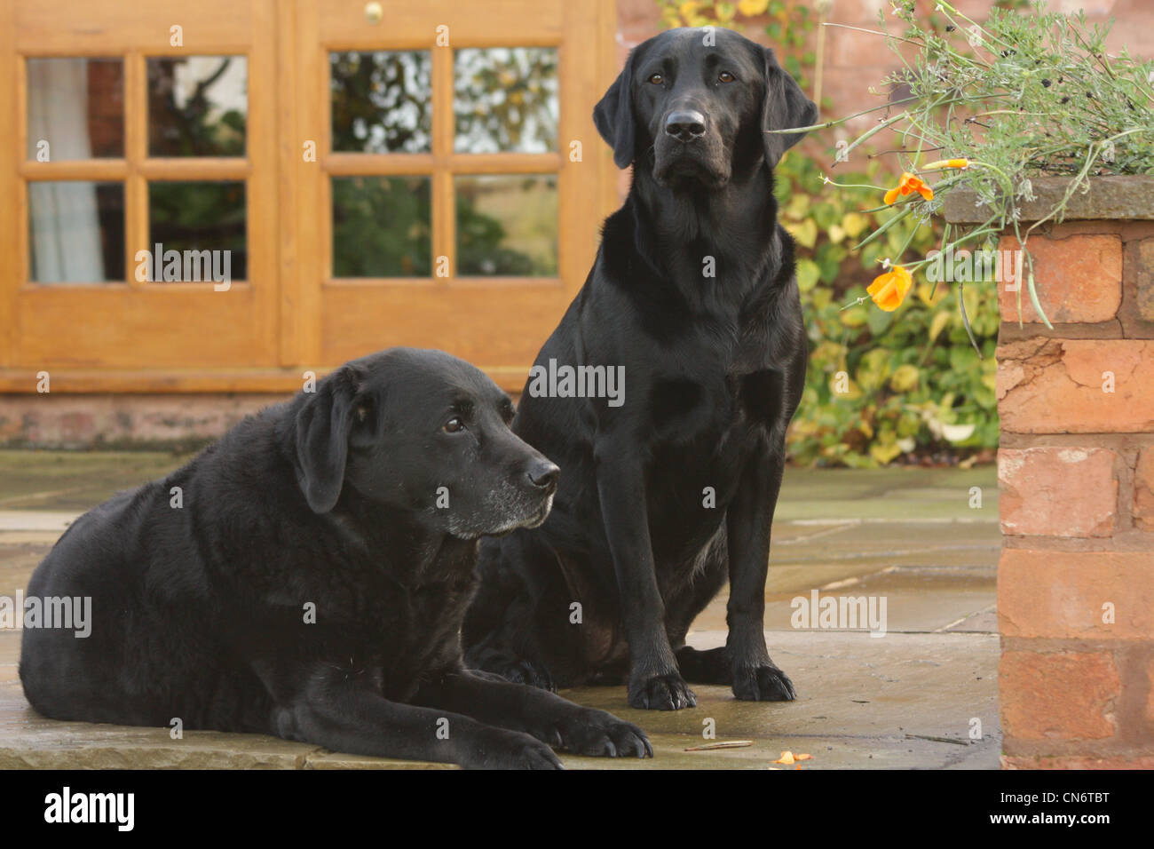 Two black labradors in garden one old one young Stock Photo - Alamy