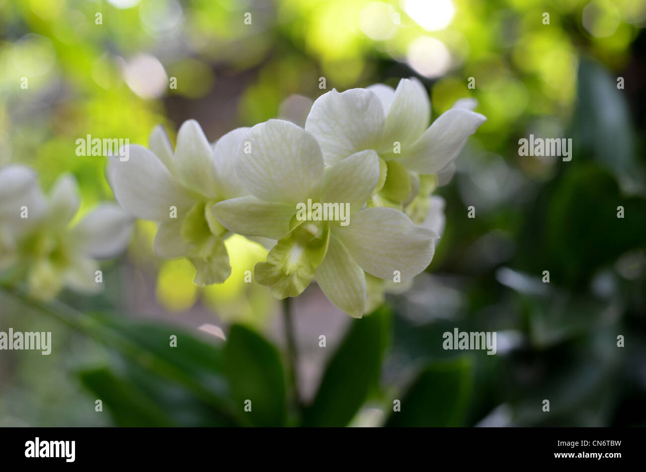 Nuevo green dendrobium orchids in garden Stock Photo - Alamy