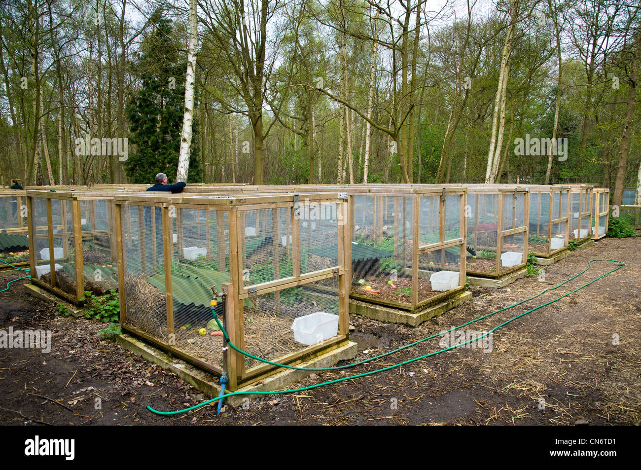 Captive breeding of water voles for re-introduction to newly created ...