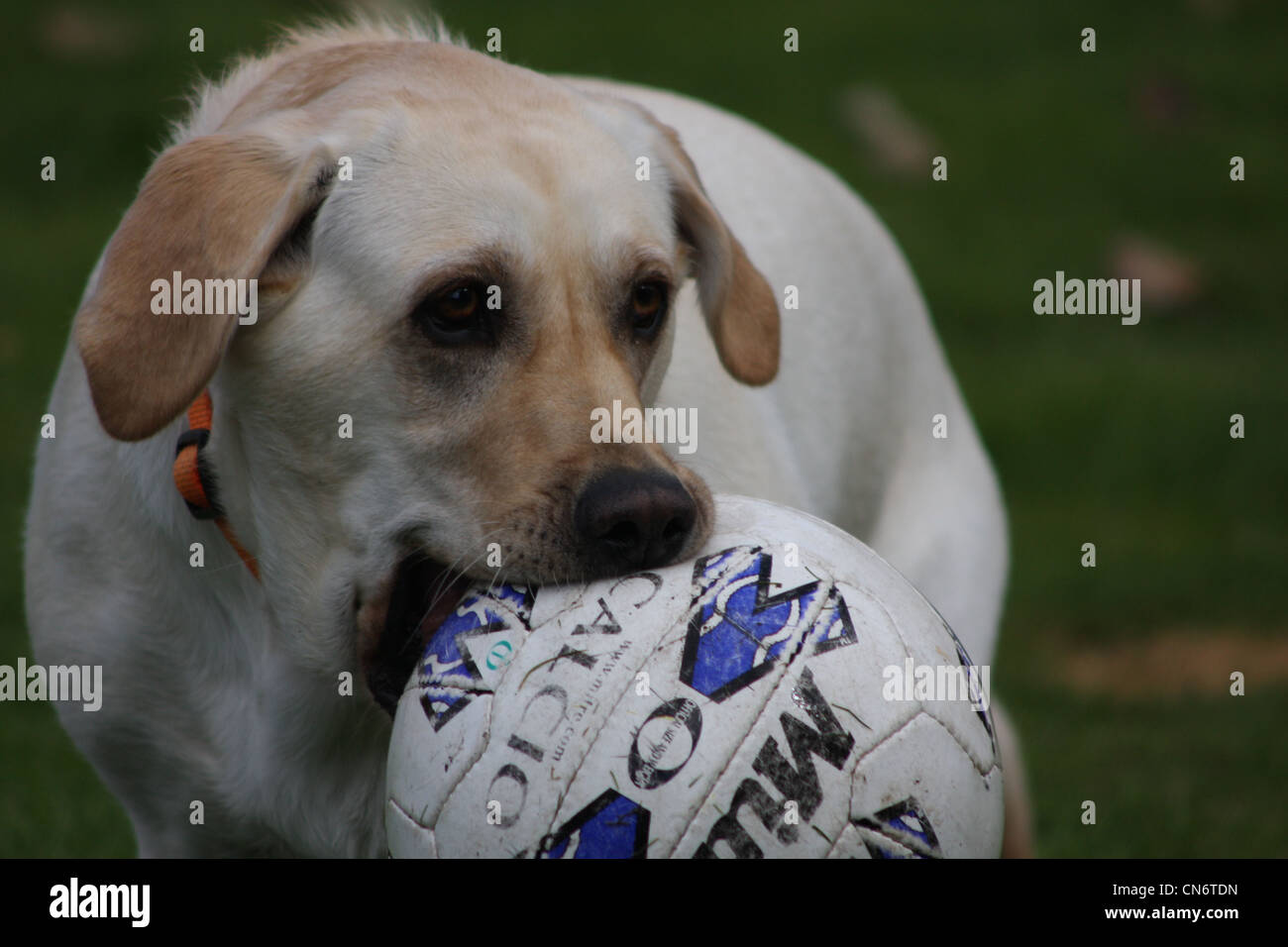Labrador with ball Stock Photo - Alamy