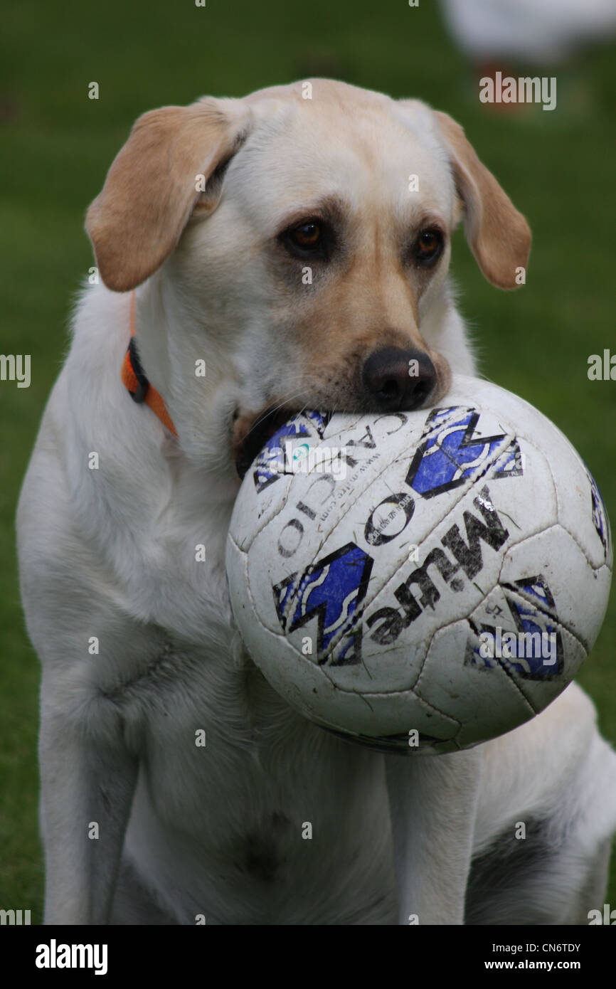 Labrador with ball Stock Photo - Alamy