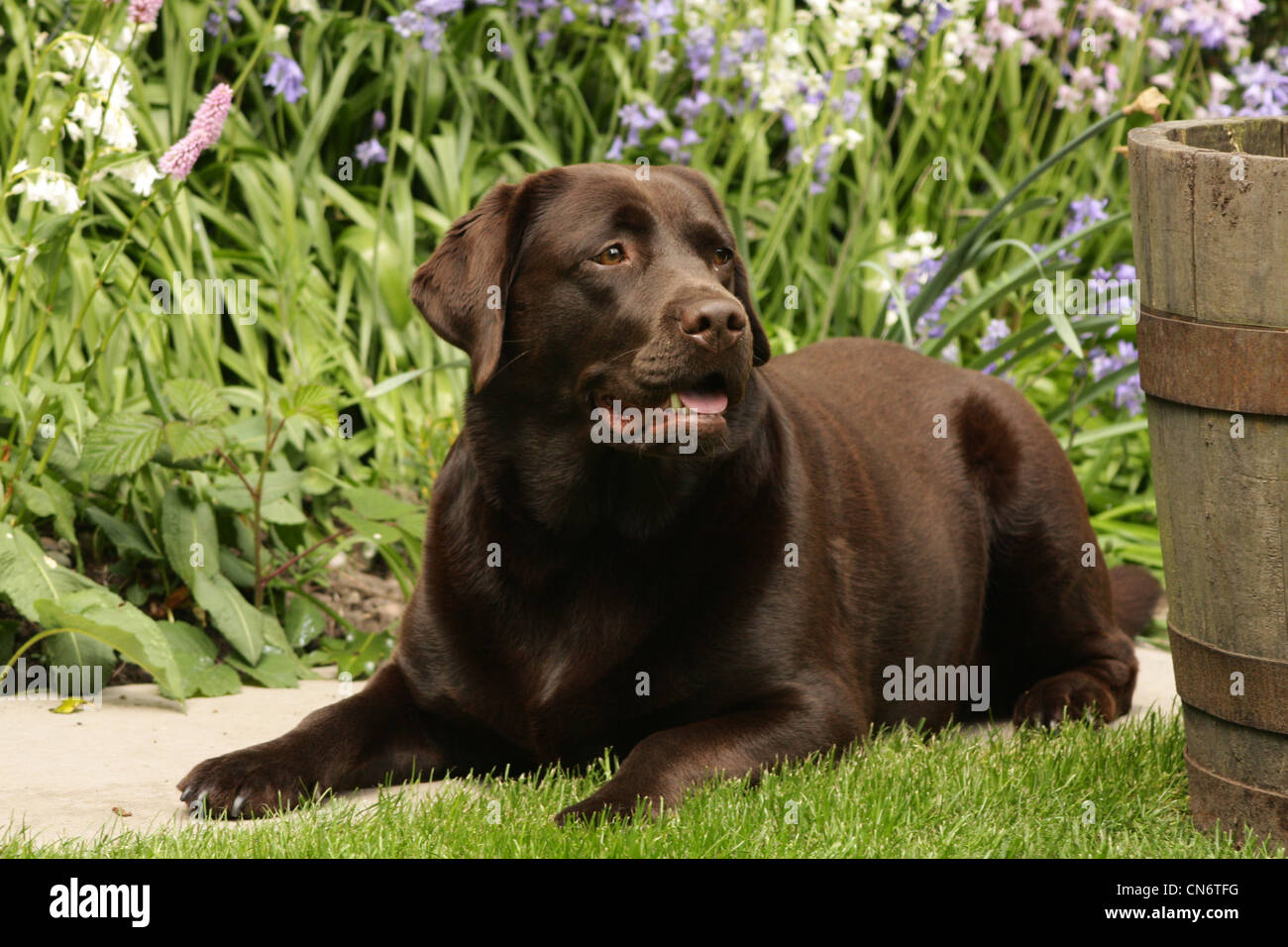 Chocolate labrador in garden with flowers Stock Photo - Alamy