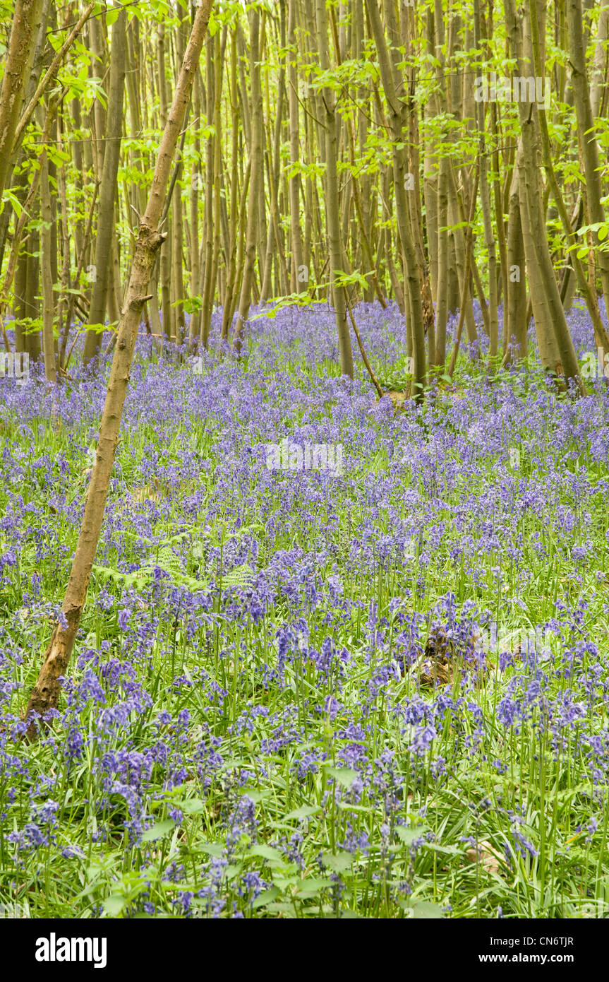 Native English bluebells (Hyacinthoides non-scripta) carpeting the ...